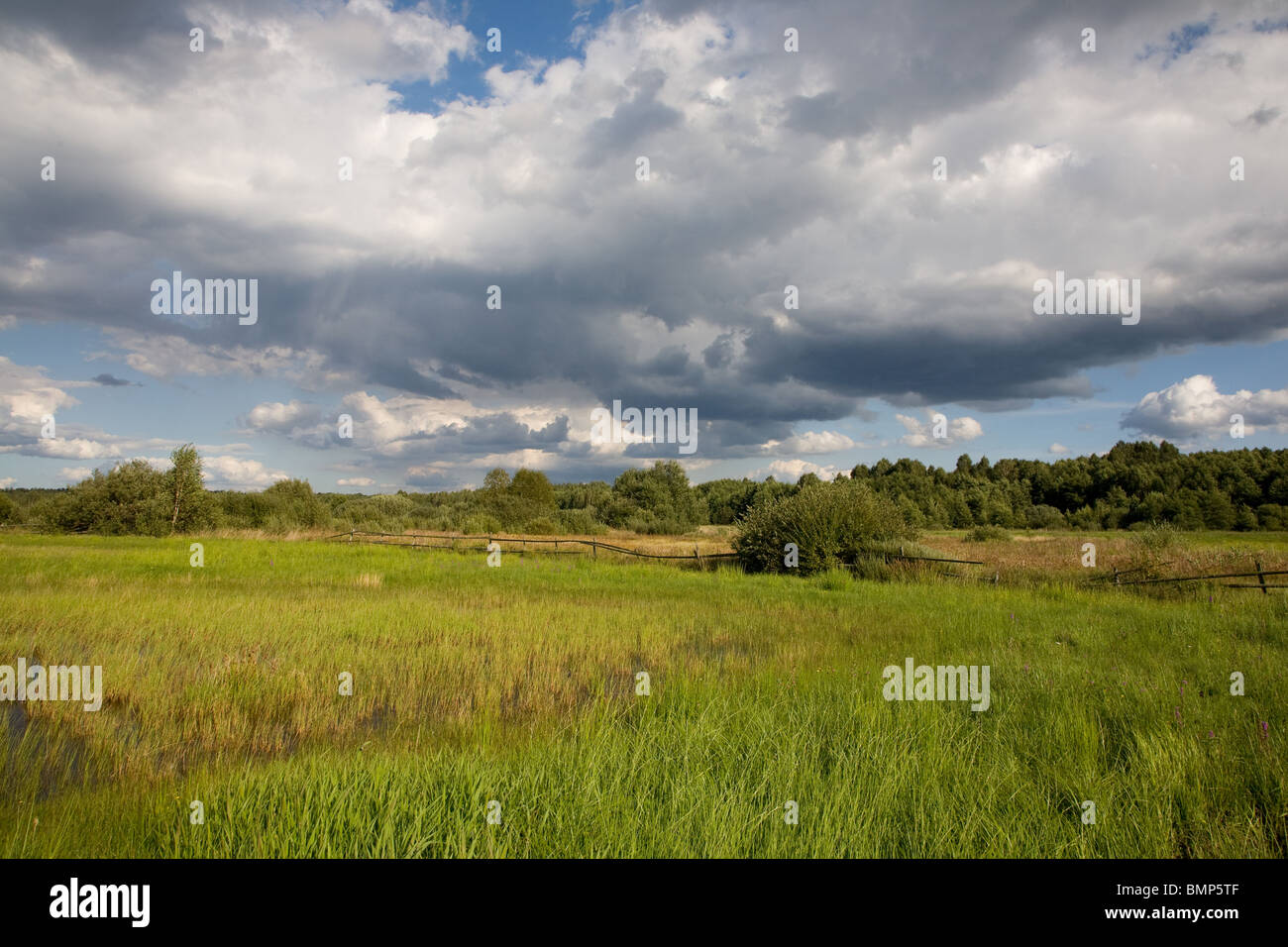 Partly abandoned natural meadows under summertime cloudy sky Stock ...