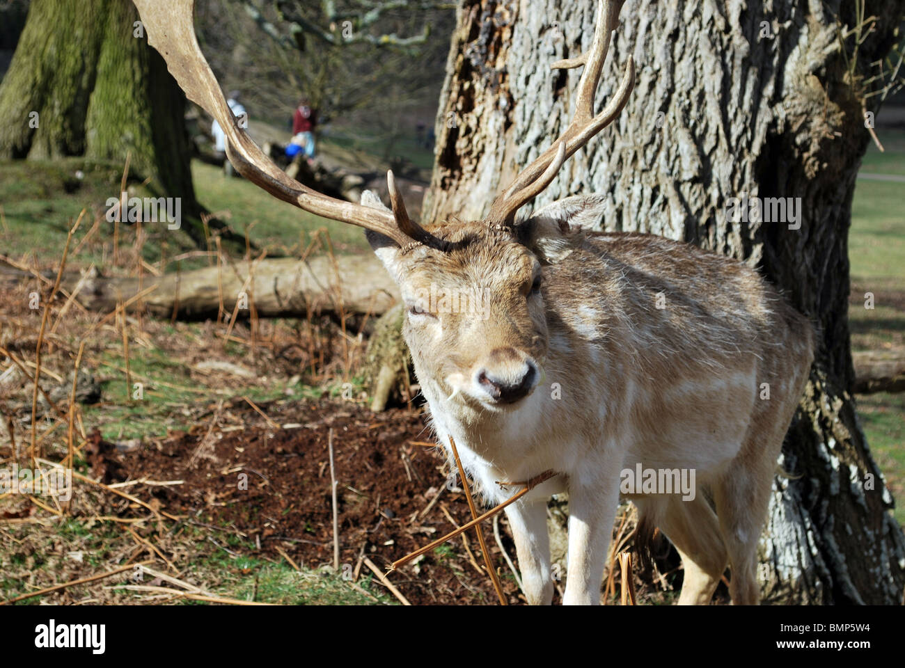 Knole park deer hi-res stock photography and images - Alamy