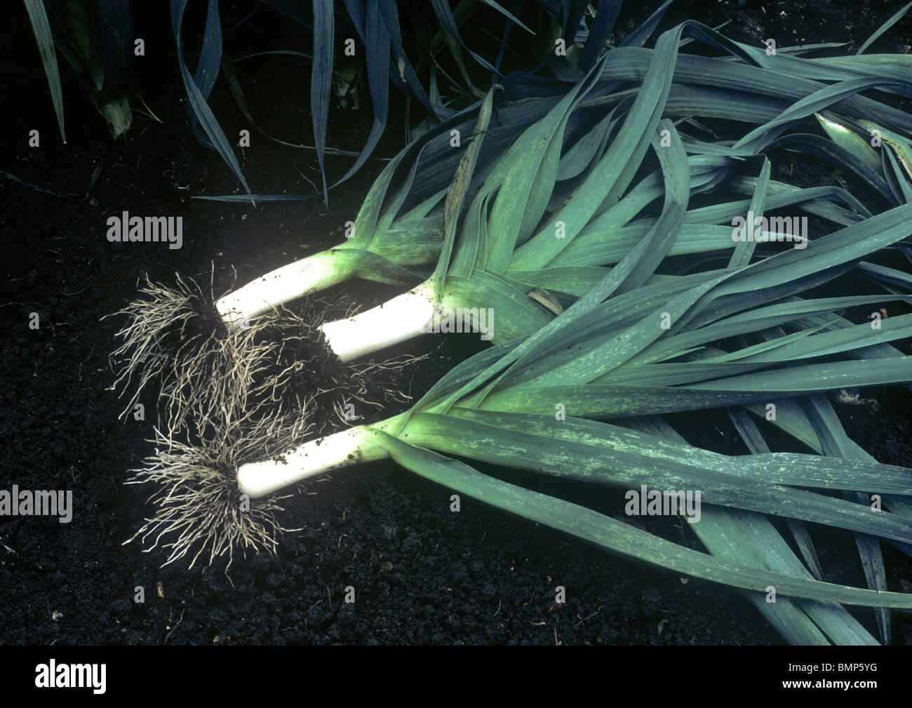 Leeks 'Wintercrop' leek vegetable vegetables edible garden plant plants ...