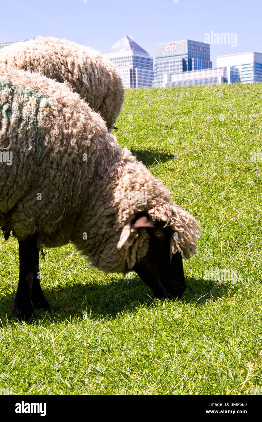 Black Sheep, Farm near Canary Wharf in London Stock Photo - Alamy