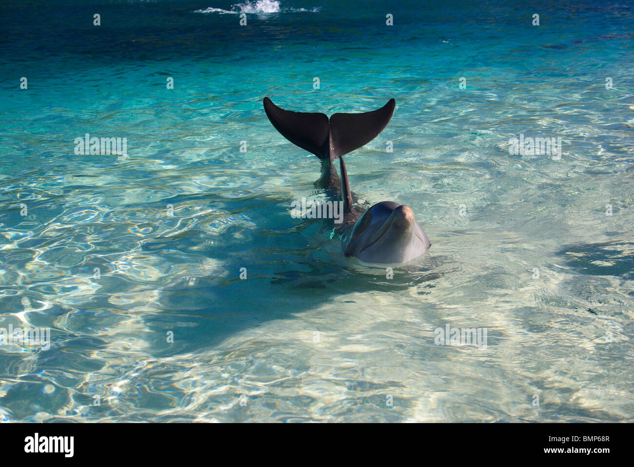 A bottlenose dolphin, Tursiops Truncatus ; Island Roatan, Honduras ...