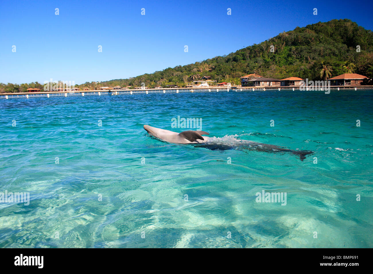 A bottlenose dolphin, Tursiops Truncatus ; Island Roatan, Honduras ...