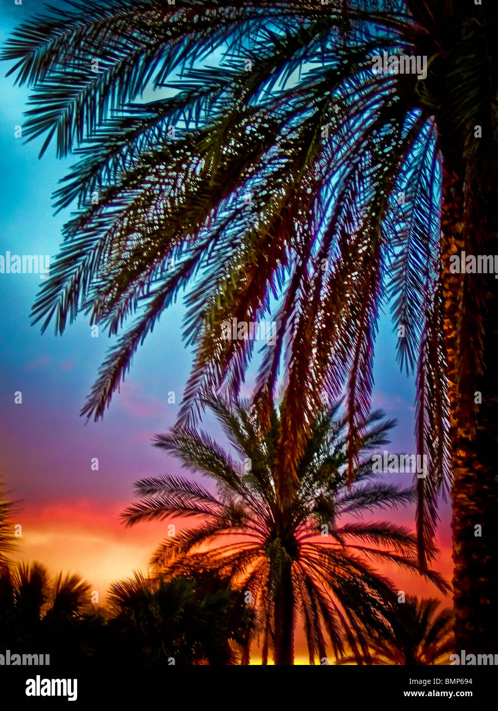 Florida Palm Trees at Sunset Stock Photo - Alamy