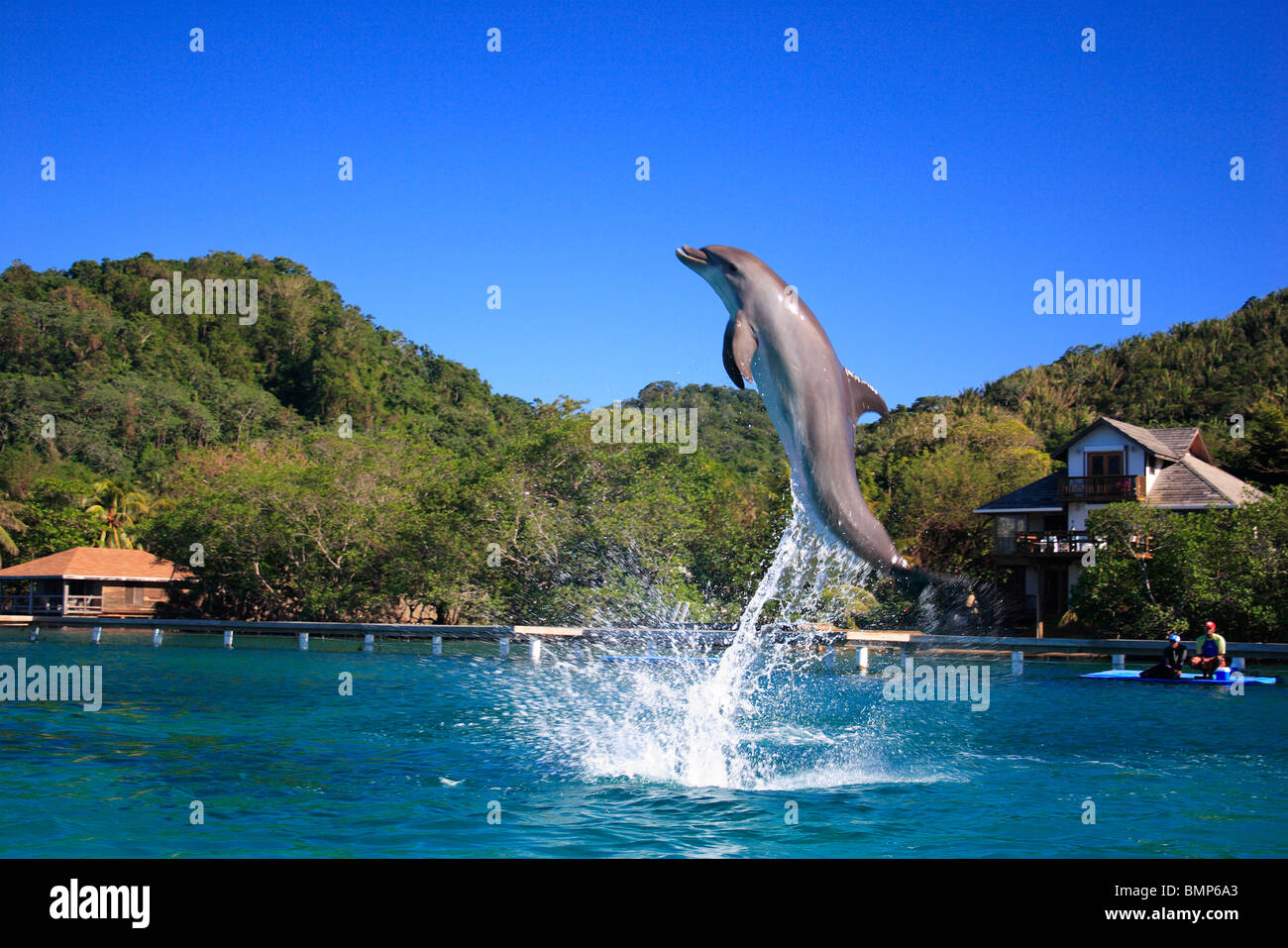 Dolphin jumping ; A bottlenose dolphin ; Tursiops Truncatus ; Island ...