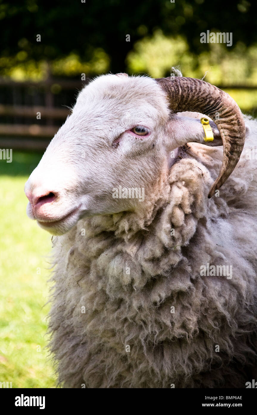 Ram animal hi-res stock photography and images - Alamy