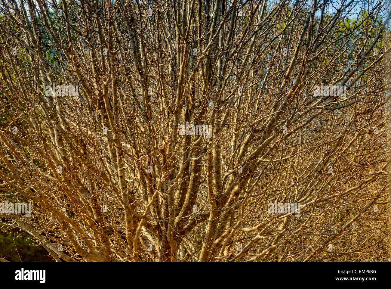 Budding tree in early spring Stock Photo - Alamy