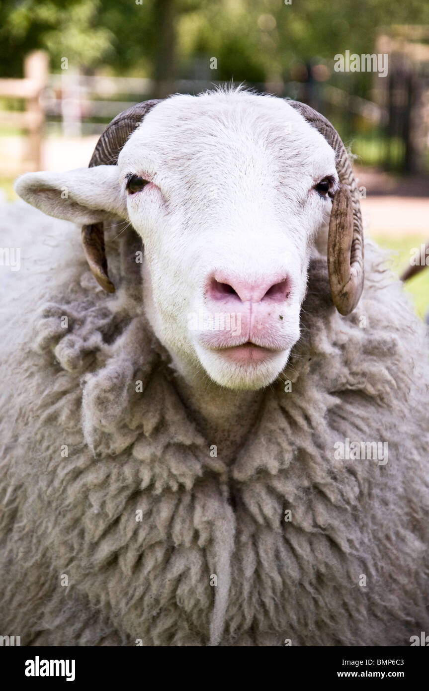 Ram animal hi-res stock photography and images - Alamy