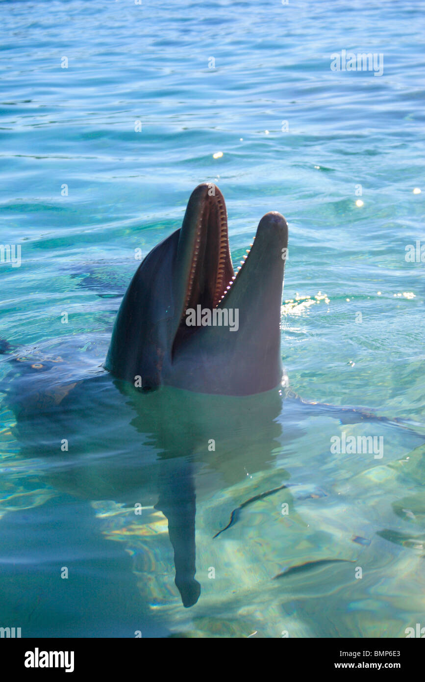 Bottlenose dolphins genus tursiops common hi-res stock photography and ...