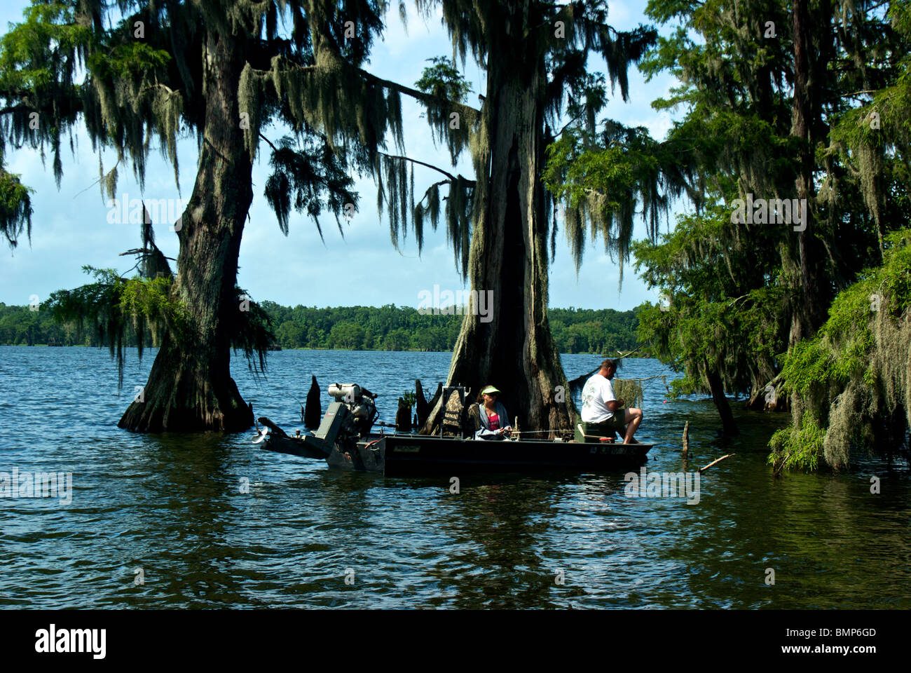 Swamp cypress grove hi-res stock photography and images - Alamy
