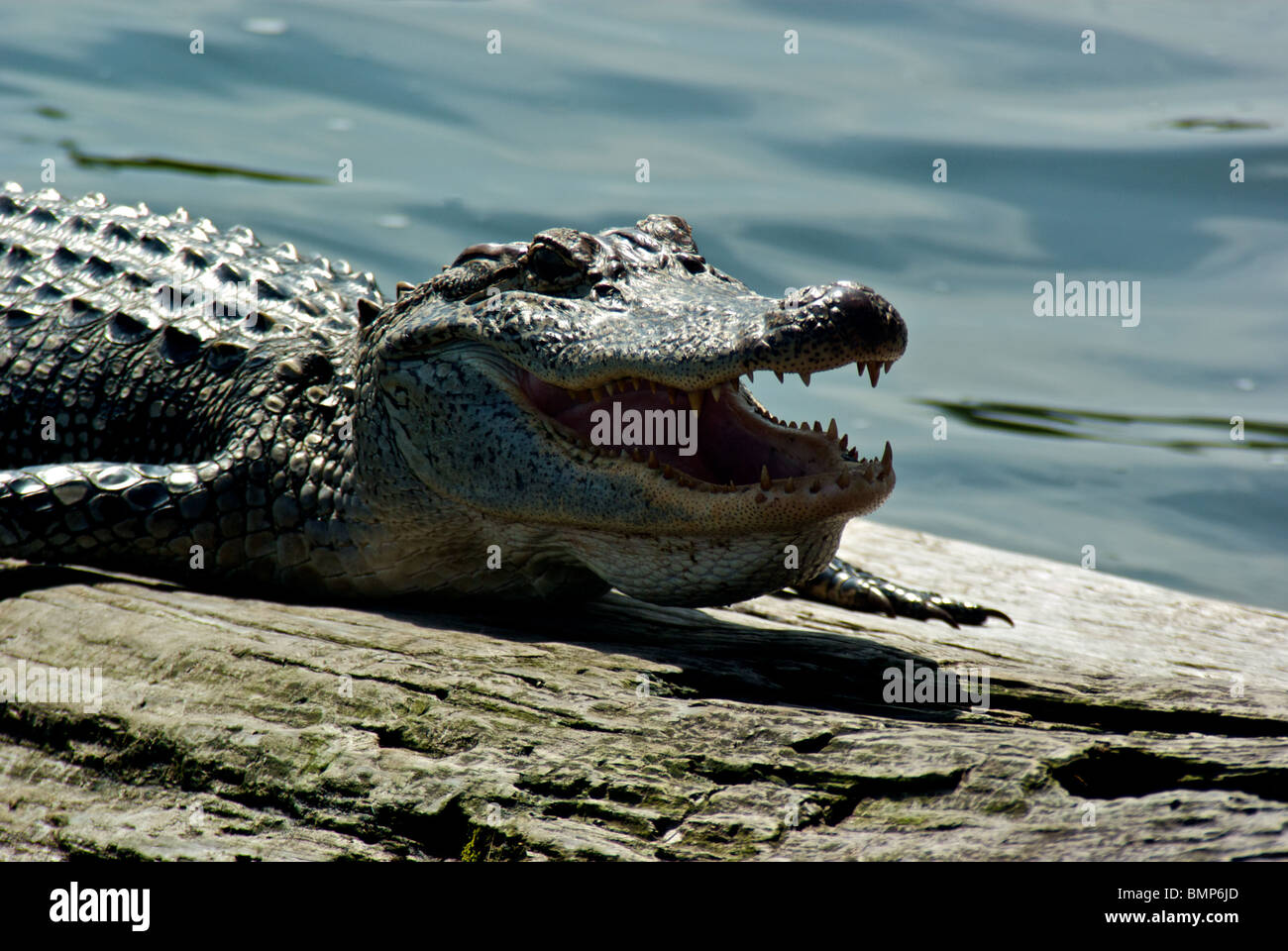 American alligator (Alligator mississippiensis) baring sharp fangs ...