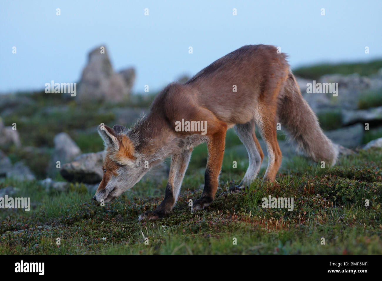 European Red Fox (vulpes vulpes Stock Photo - Alamy