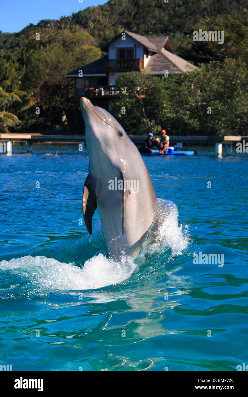 Bottlenose dolphins genus tursiops common hi-res stock photography and ...