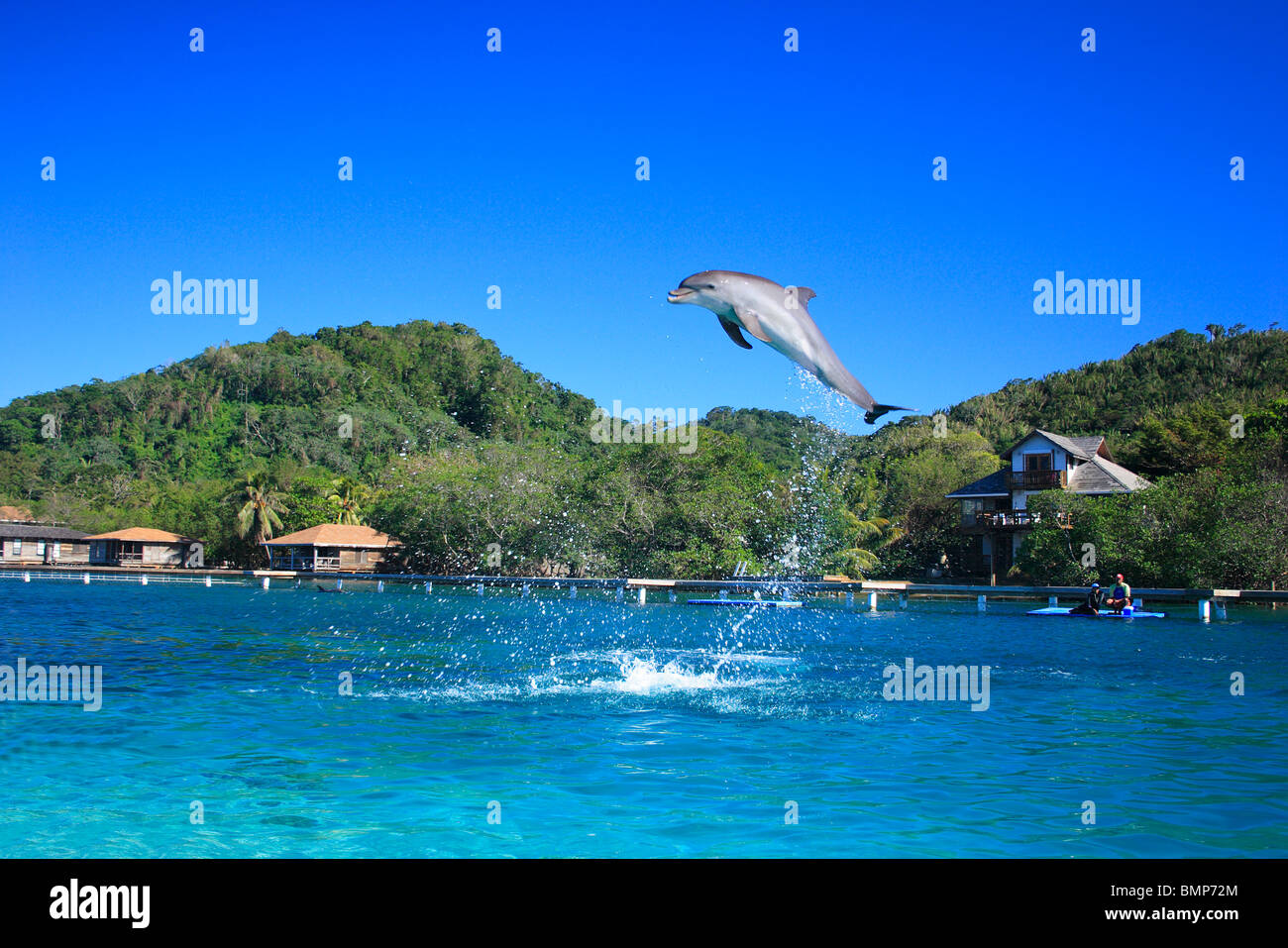 Dolphin jumping ; A bottlenose dolphin ; Tursiops Truncatus ; Island ...