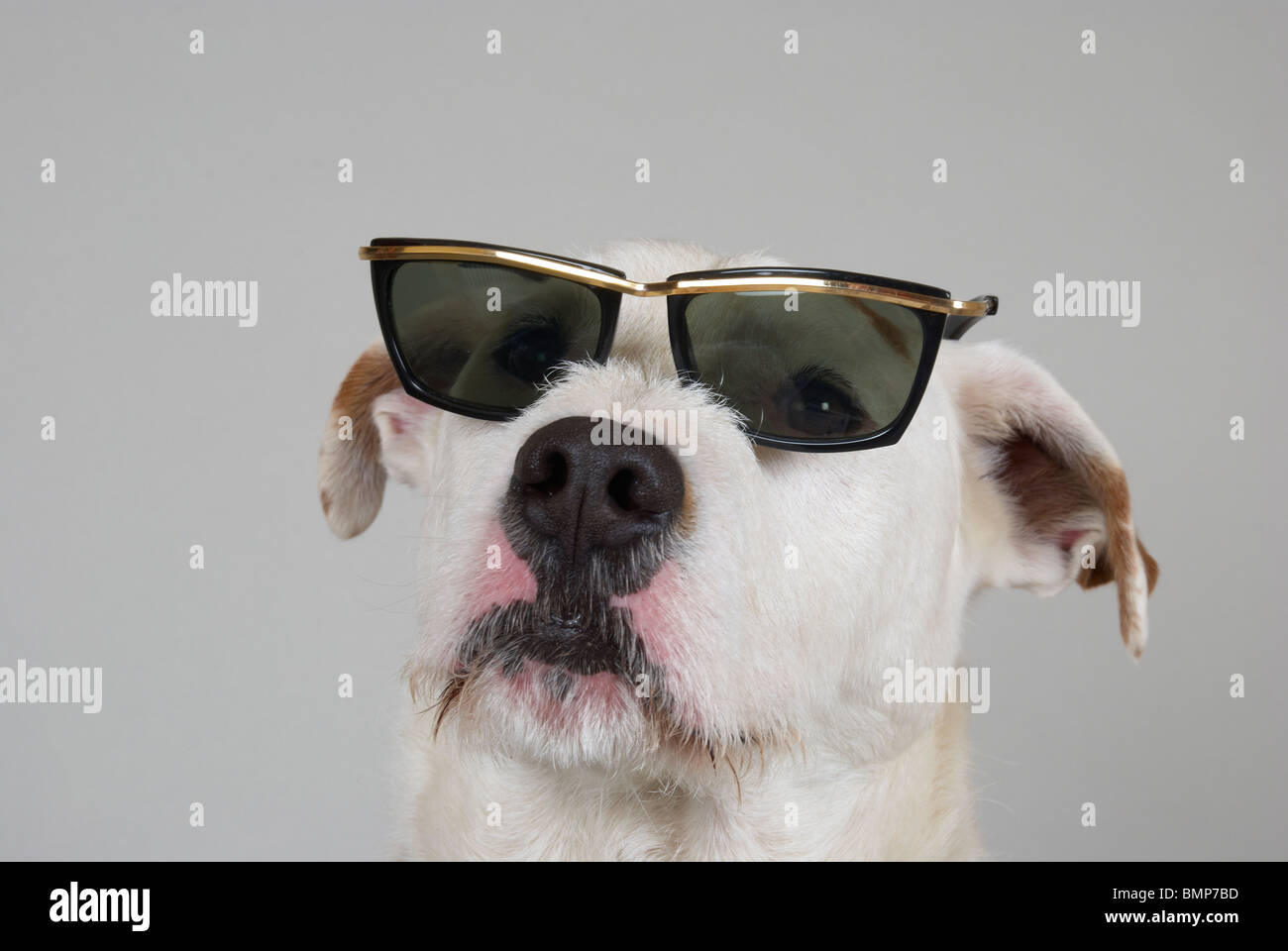 Dog wearing shades Stock Photo - Alamy Dog wearing shades Stock Photo - Alamy