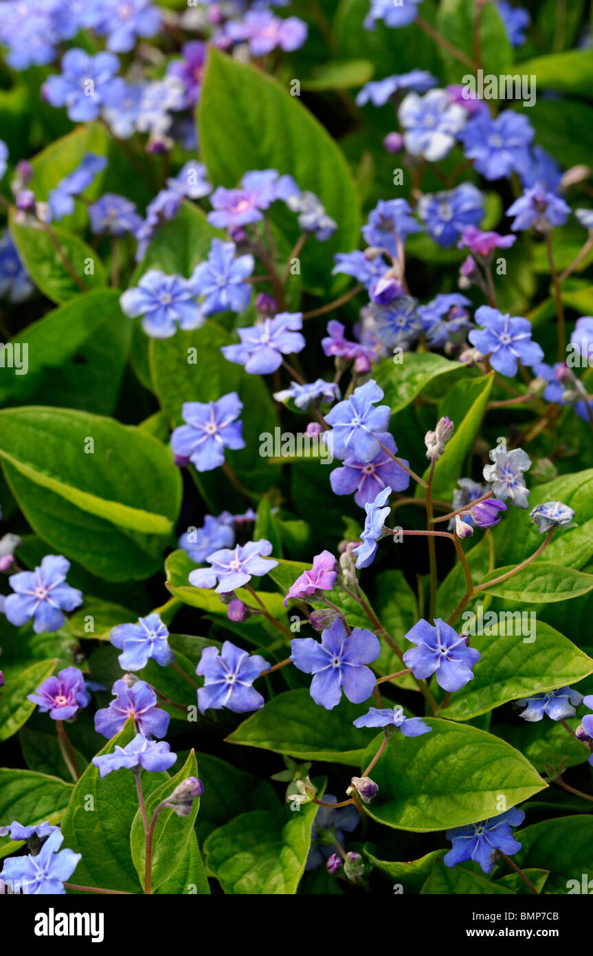 Omphalodes verna Blue eyed Mary pale blue flowers perennial bloom ...