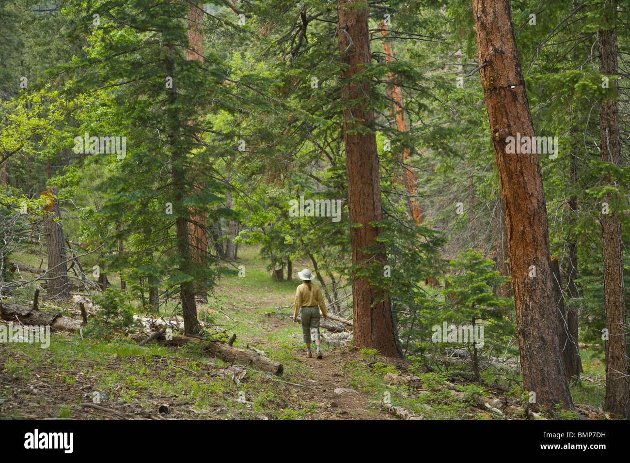 Hiker on Arizona National Scenic Trail amid mixed conifer forest on ...