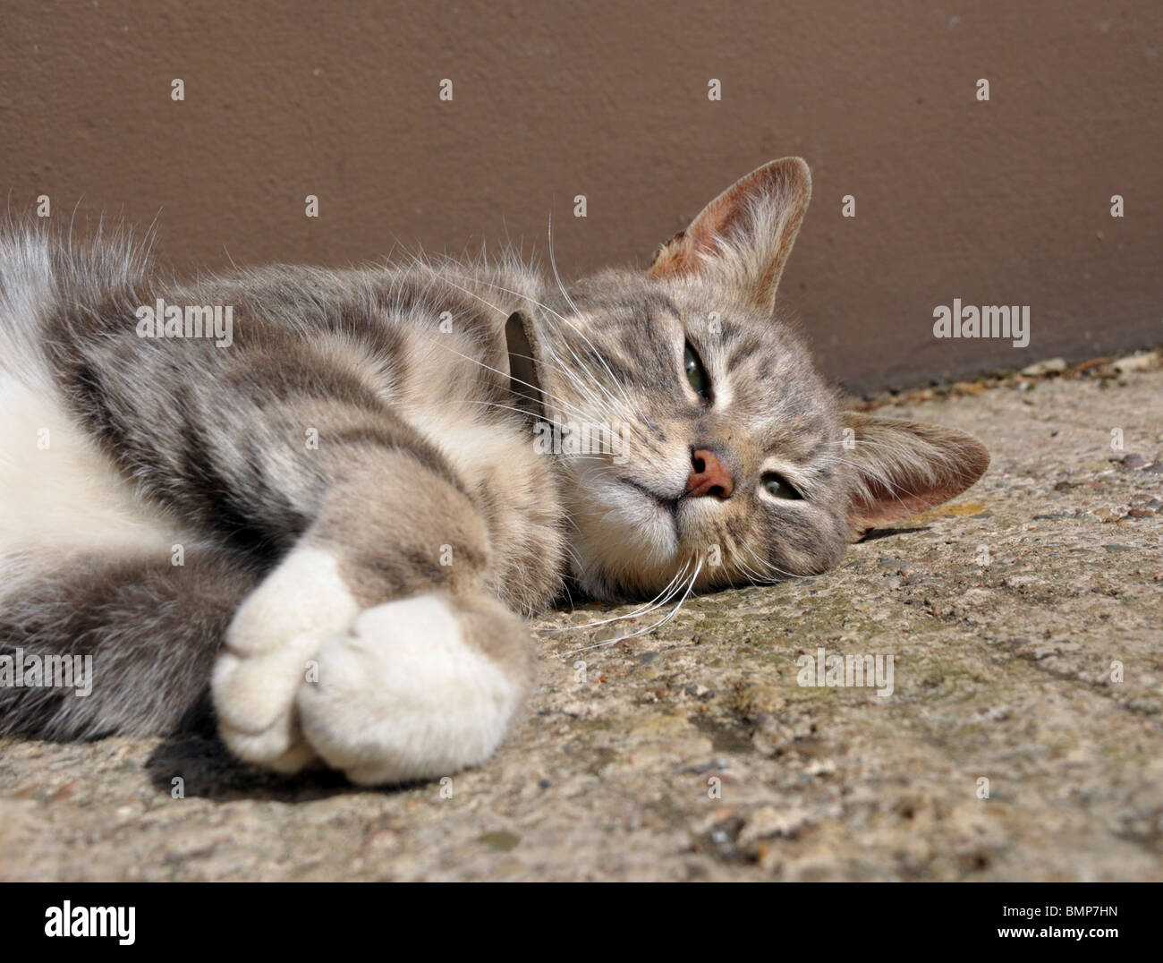a cat lazes in the hot sunshine Stock Photo - Alamy
