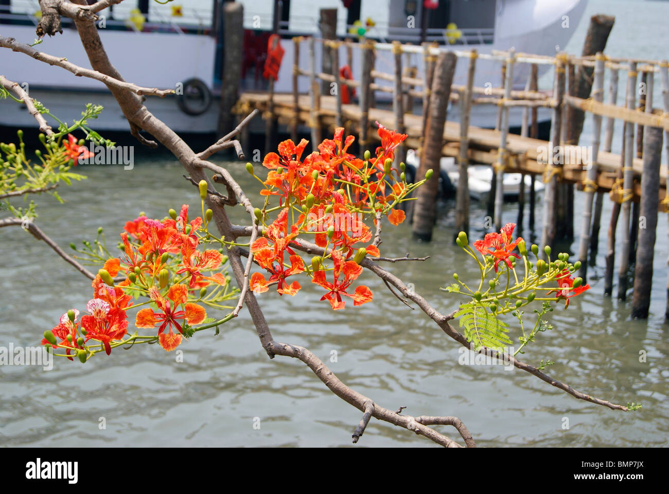 Rajamalli Flower . Simply the Gulmohar Flower Beauty around cochin ...
