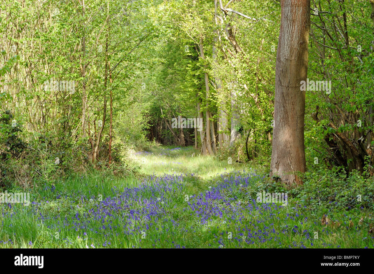 Bluebells the woodland trust hi-res stock photography and images - Alamy