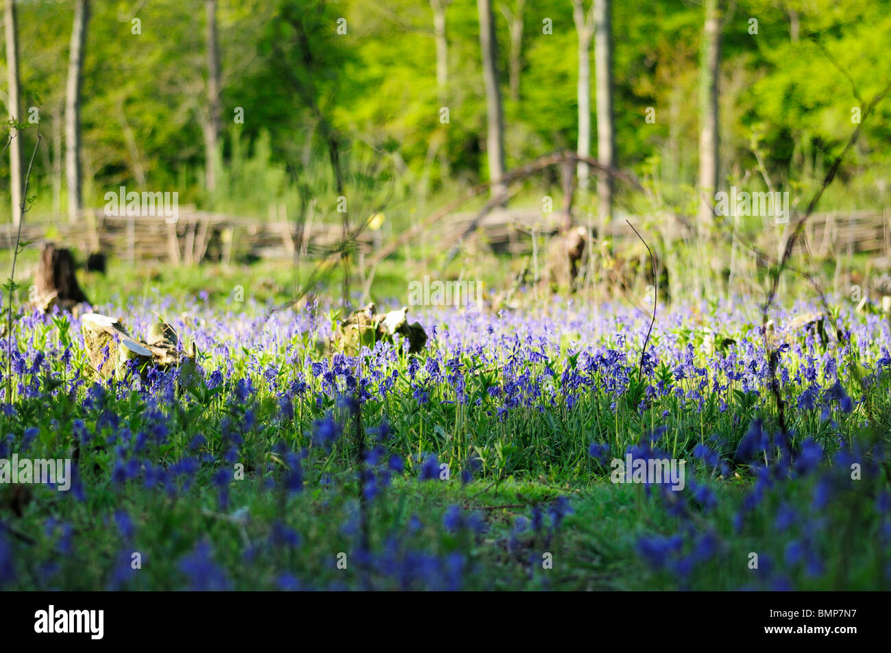 Bluebells in Forest Clearing Stock Photo - Alamy
