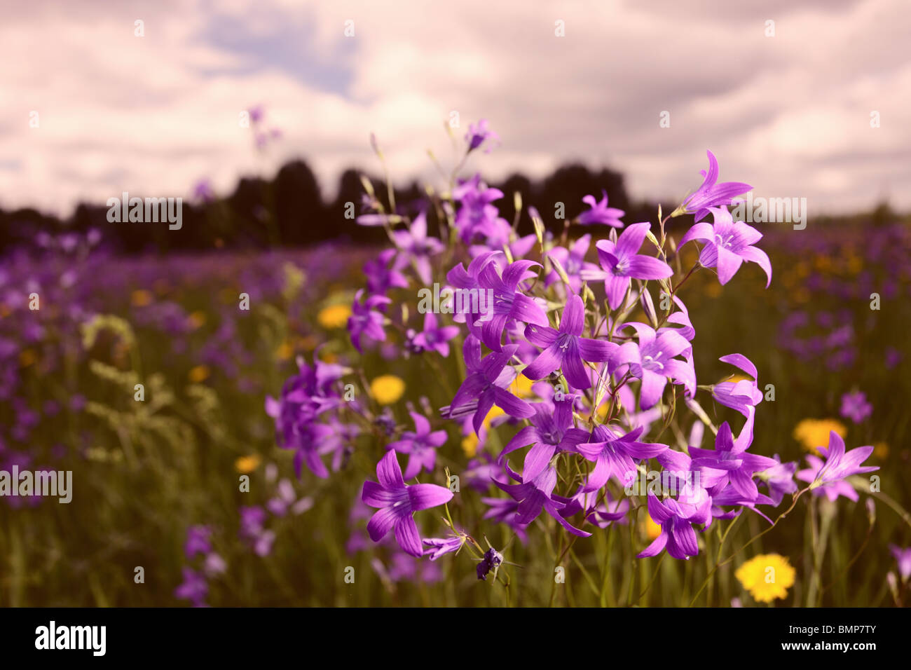 wild bellflower on a meadow.(Campánula Stock Photo - Alamy