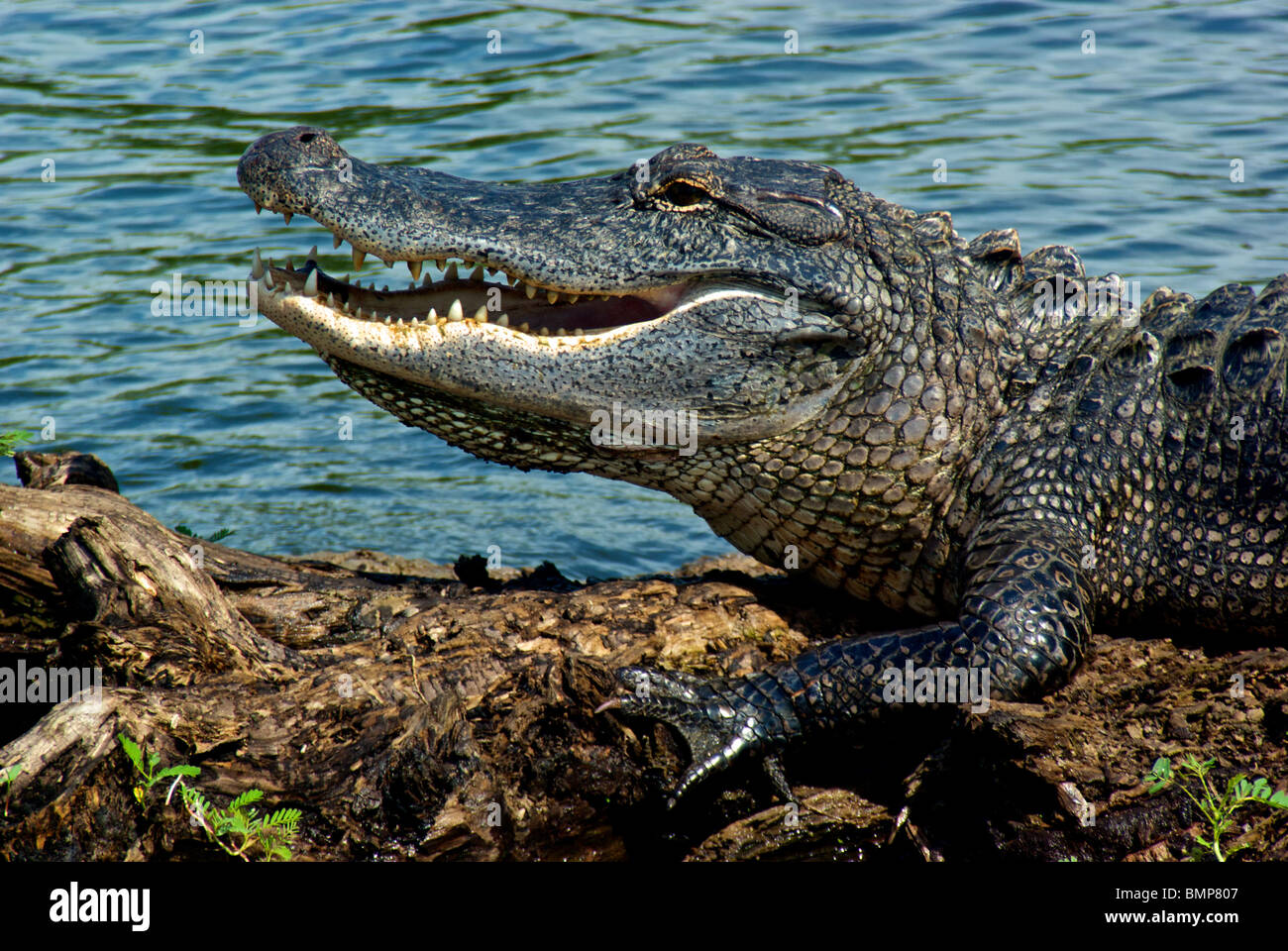 American alligator (Alligator mississippiensis) baring sharp fangs ...