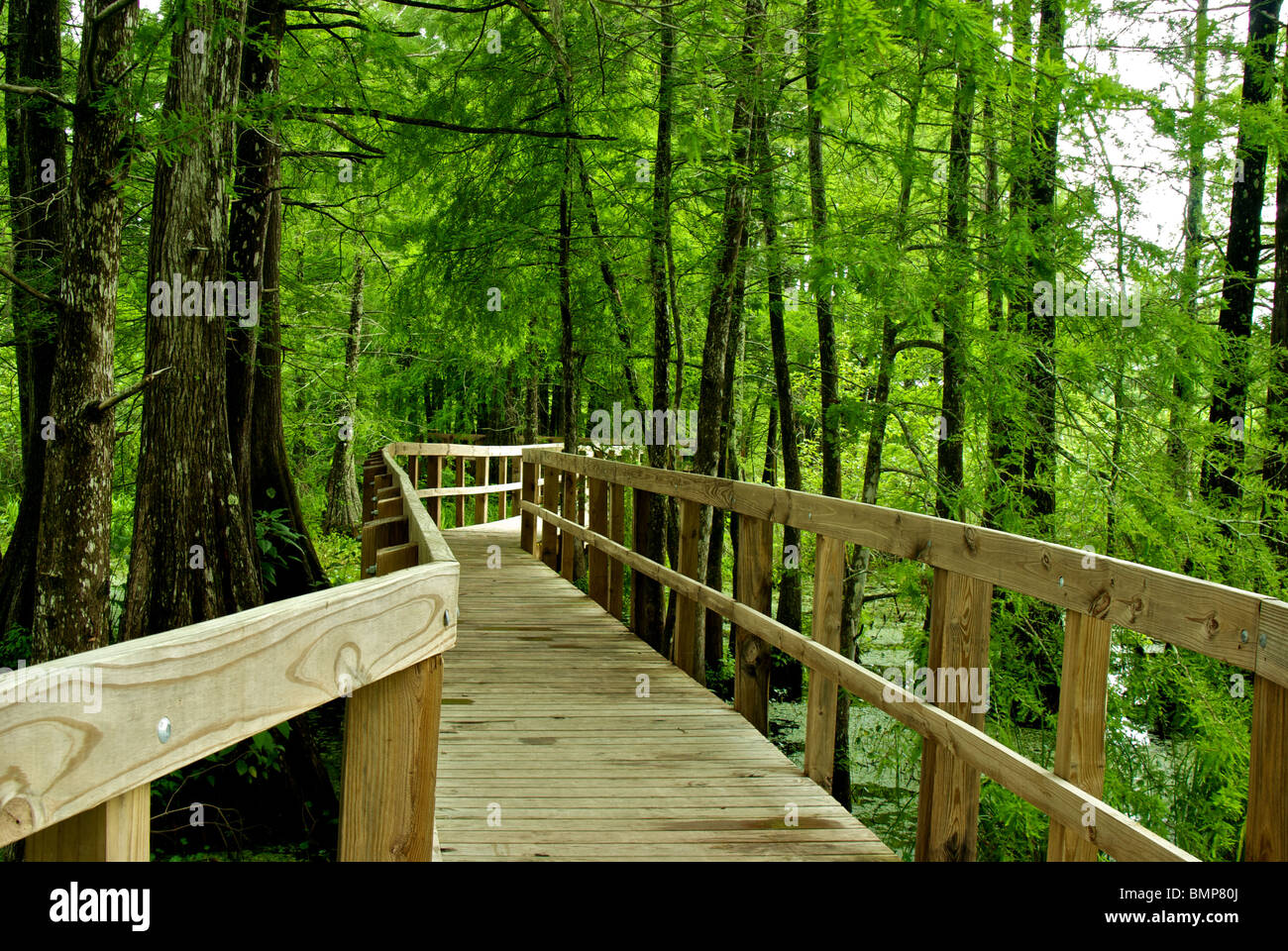 Raised wooden boardwalk through flooded Cypress tree grove Lake Martin ...