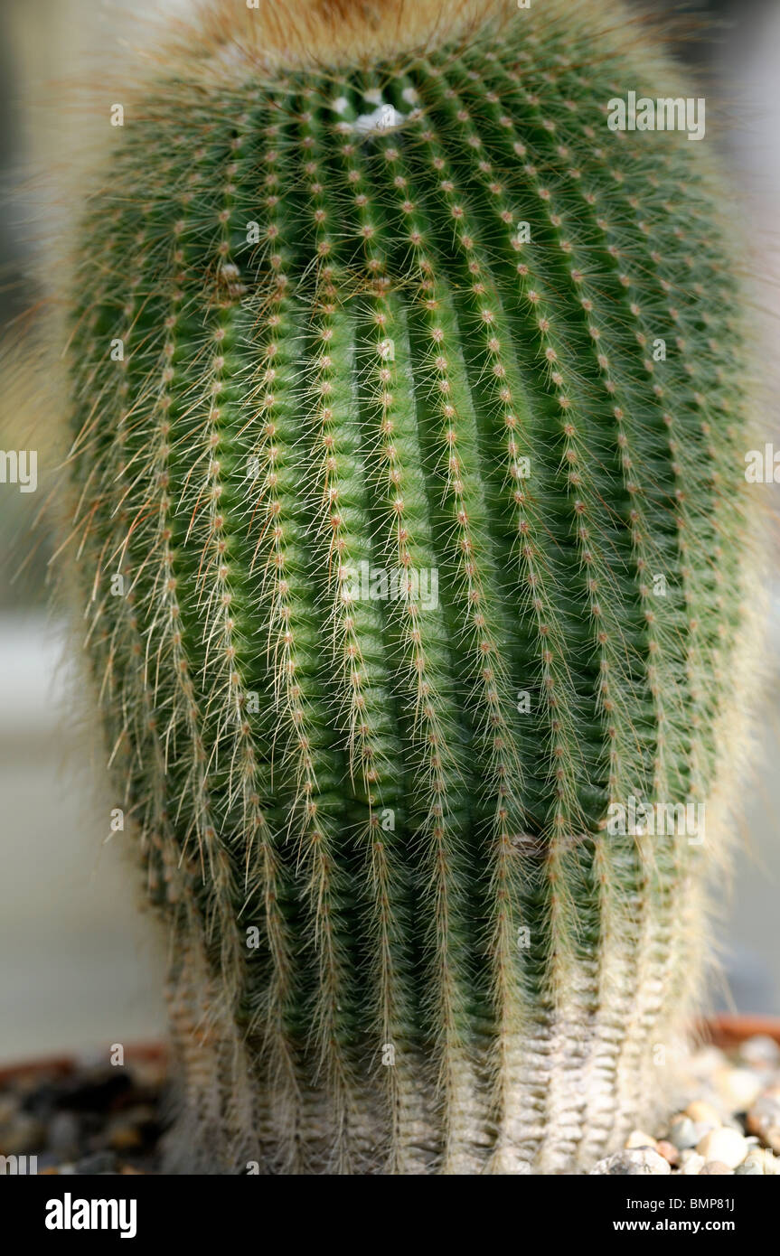 parodia leninghausii Notocactus leninghausii Golden Ball Cactus Lemon ...