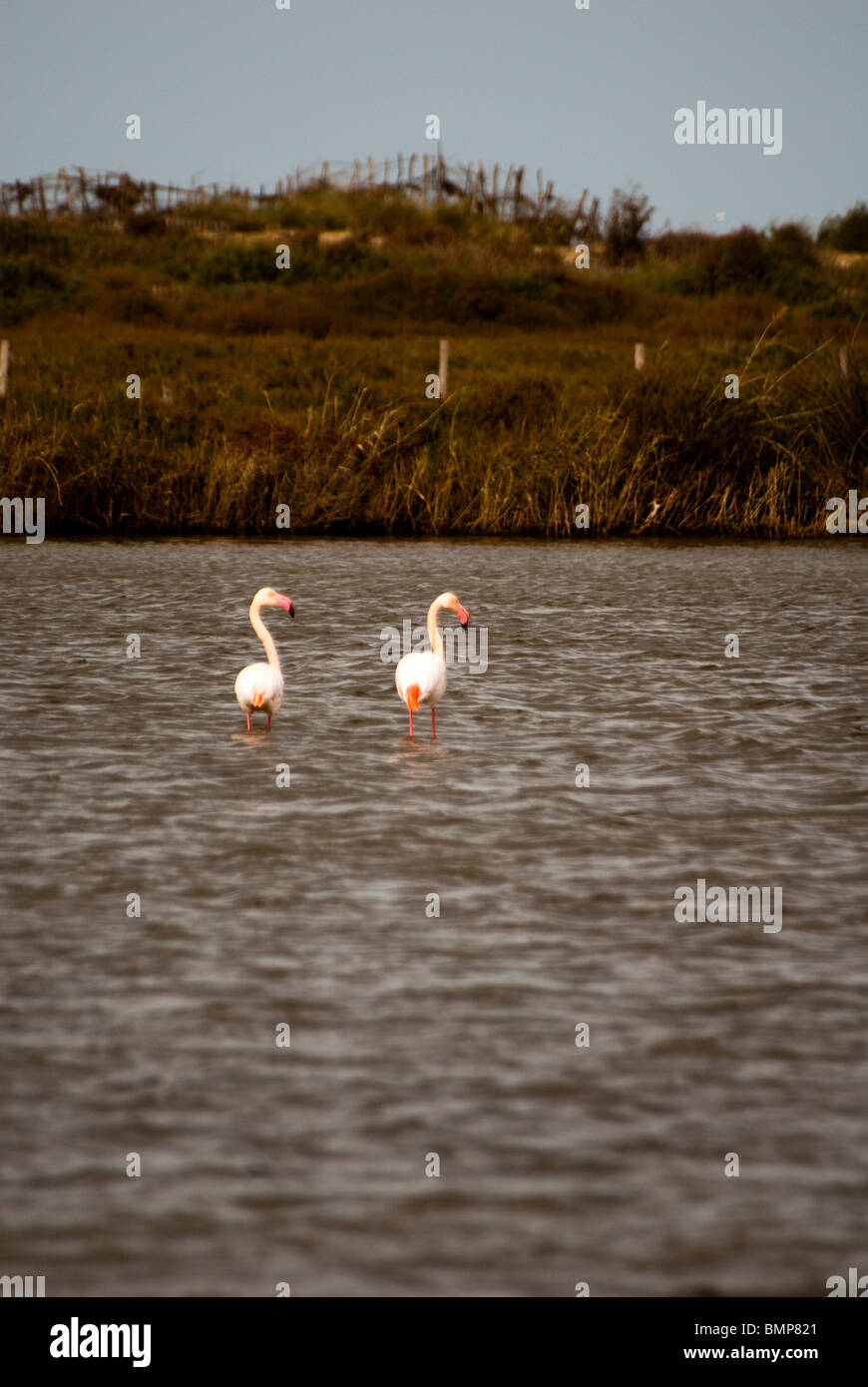 Moulouya river natural reserve hi-res stock photography and images - Alamy