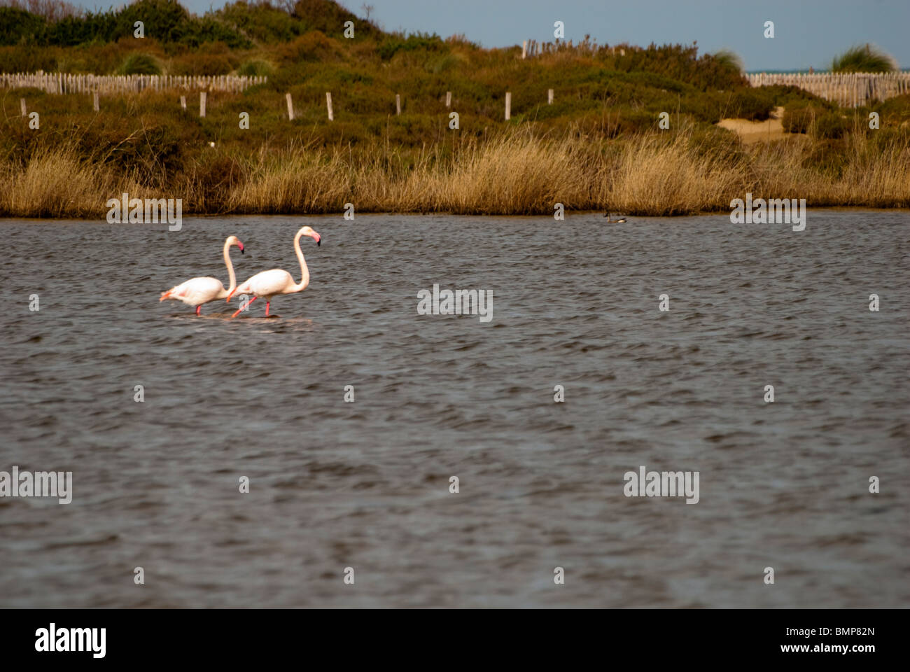 Moulouya river natural reserve hi-res stock photography and images - Alamy