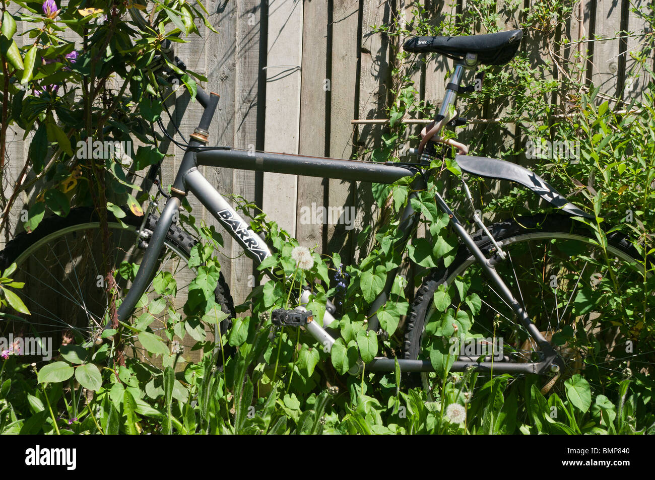 abandoned bicycle covered in overgrown weeds Stock Photo - Alamy