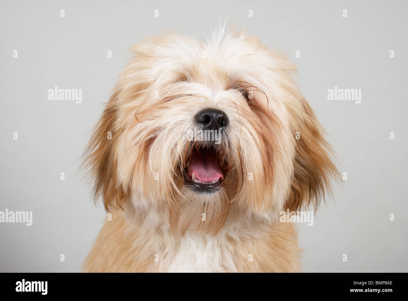 Lhasa apso hi-res stock photography and images - Alamy