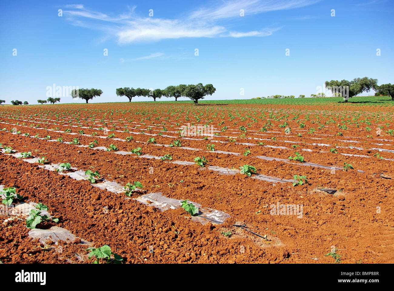 Agricultural field of melons Stock Photo - Alamy