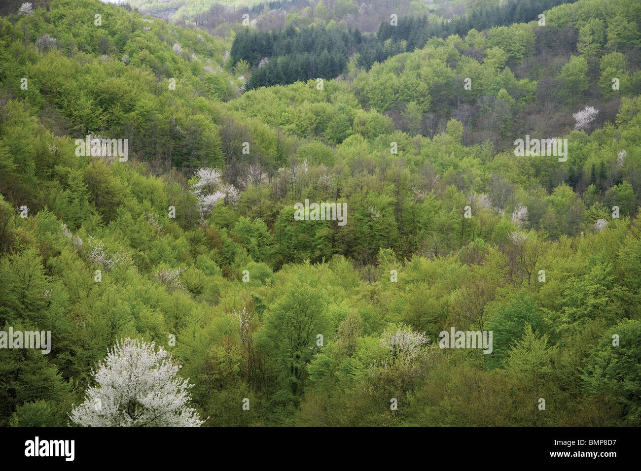 High Mountain Forest, deciduous and evergreen trees, Central Apennines ...