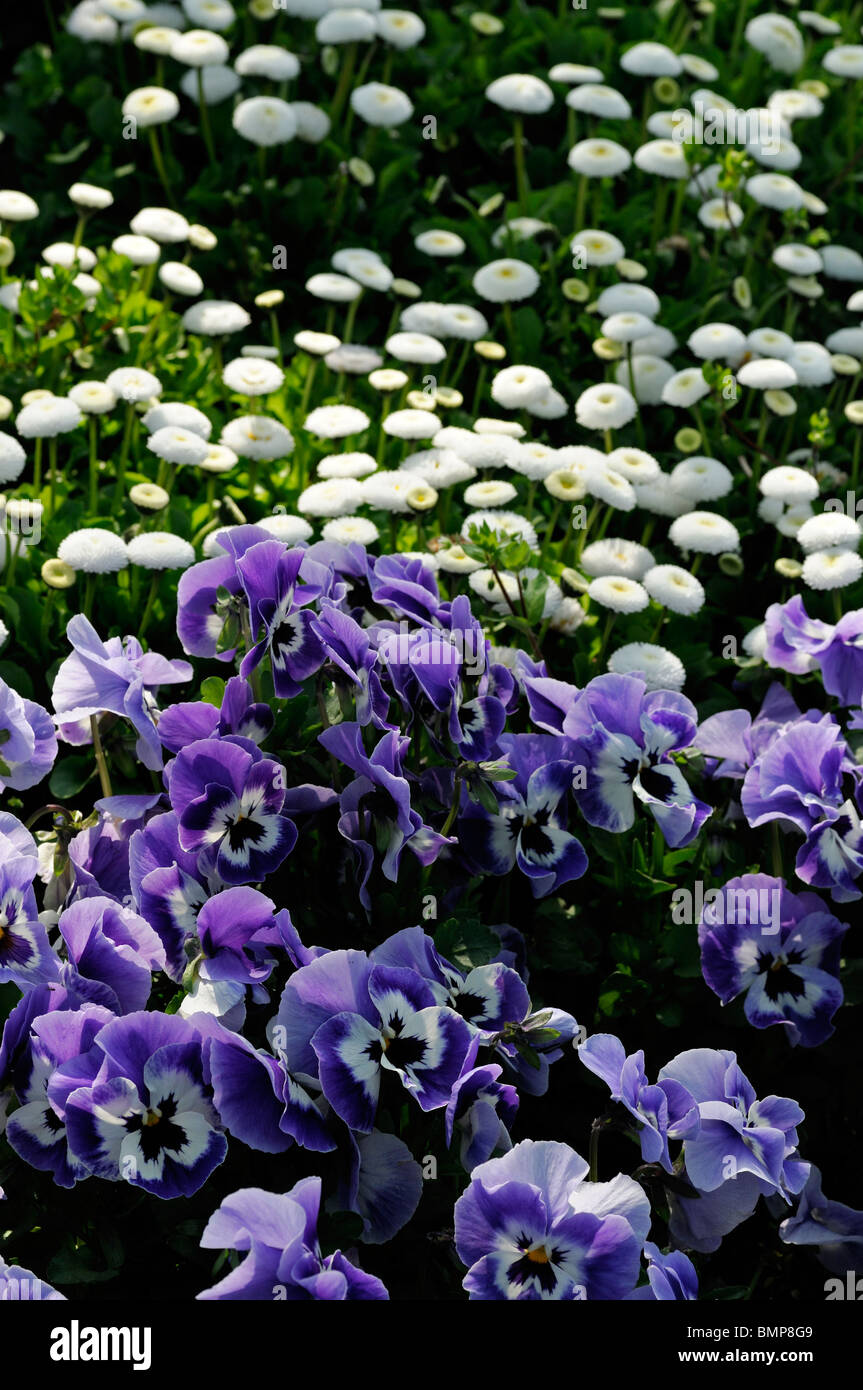 Viola x wittrockiana pansy joker light blue and bellis pomponette white ...