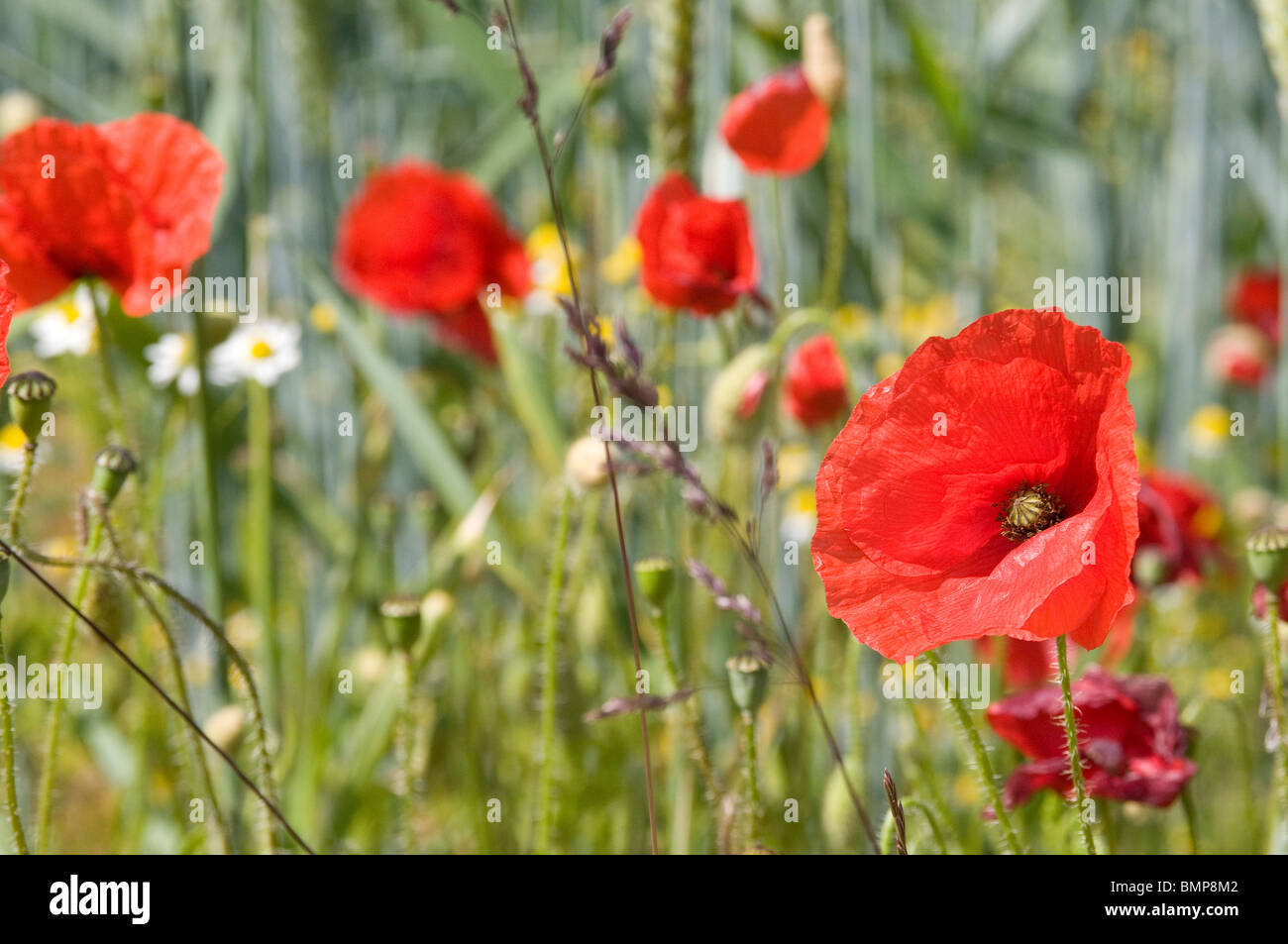 wild poppy flower in field with corn at road side kent england uk Stock ...
