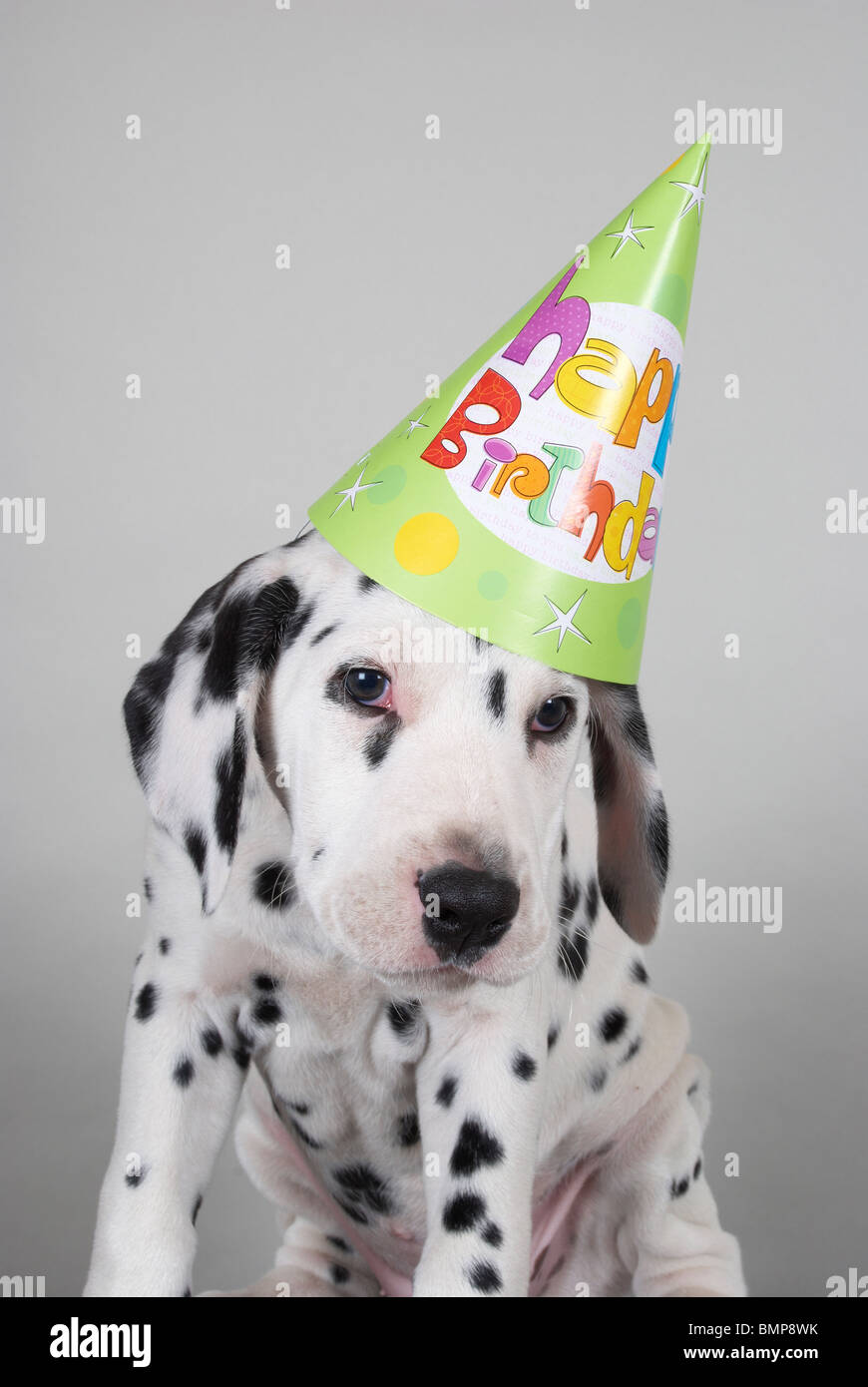 Dalmatian wearing a party hat Stock Photo - Alamy