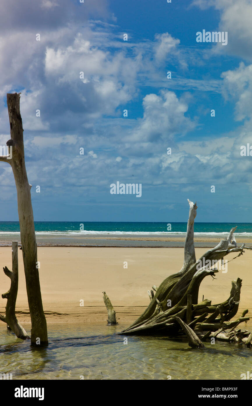 Tree skeleton beach hi-res stock photography and images - Alamy