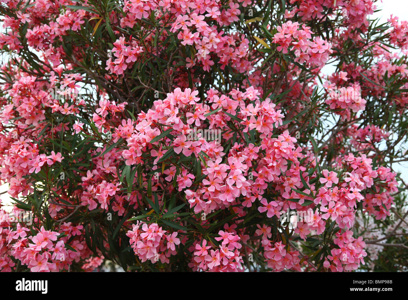 Pink flowers tree Stock Photo - Alamy