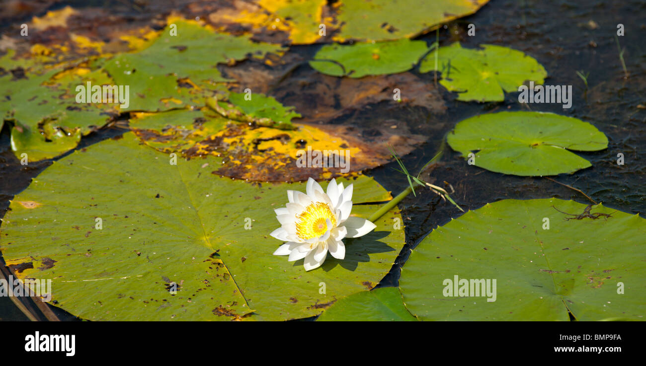 Water Lilies on the Yellow water river Kakadu national Park Northern ...
