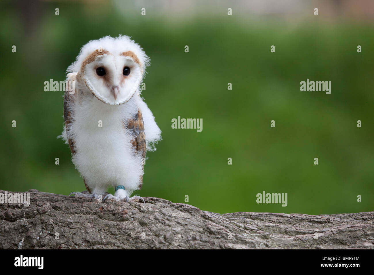 Insects under log High Resolution Stock Photography and Images - Alamy