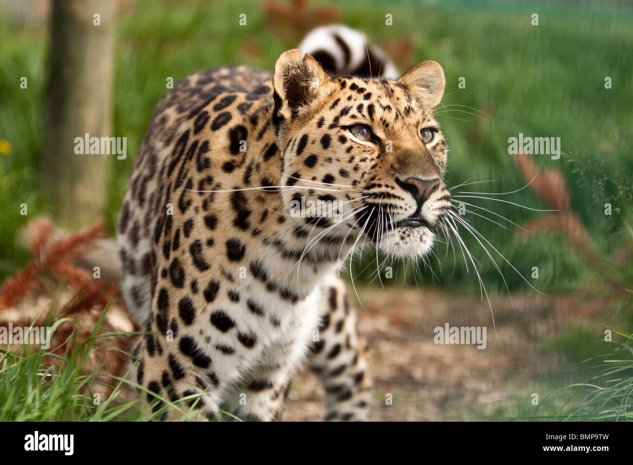 Amur leopard hi-res stock photography and images - Alamy