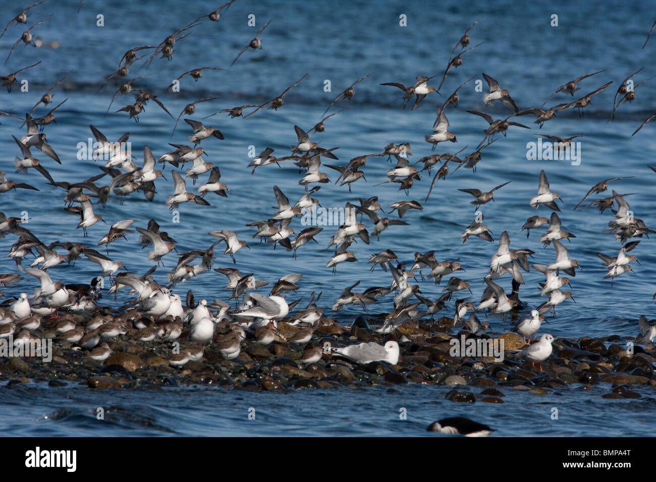 Dunlin in flight hi-res stock photography and images - Alamy
