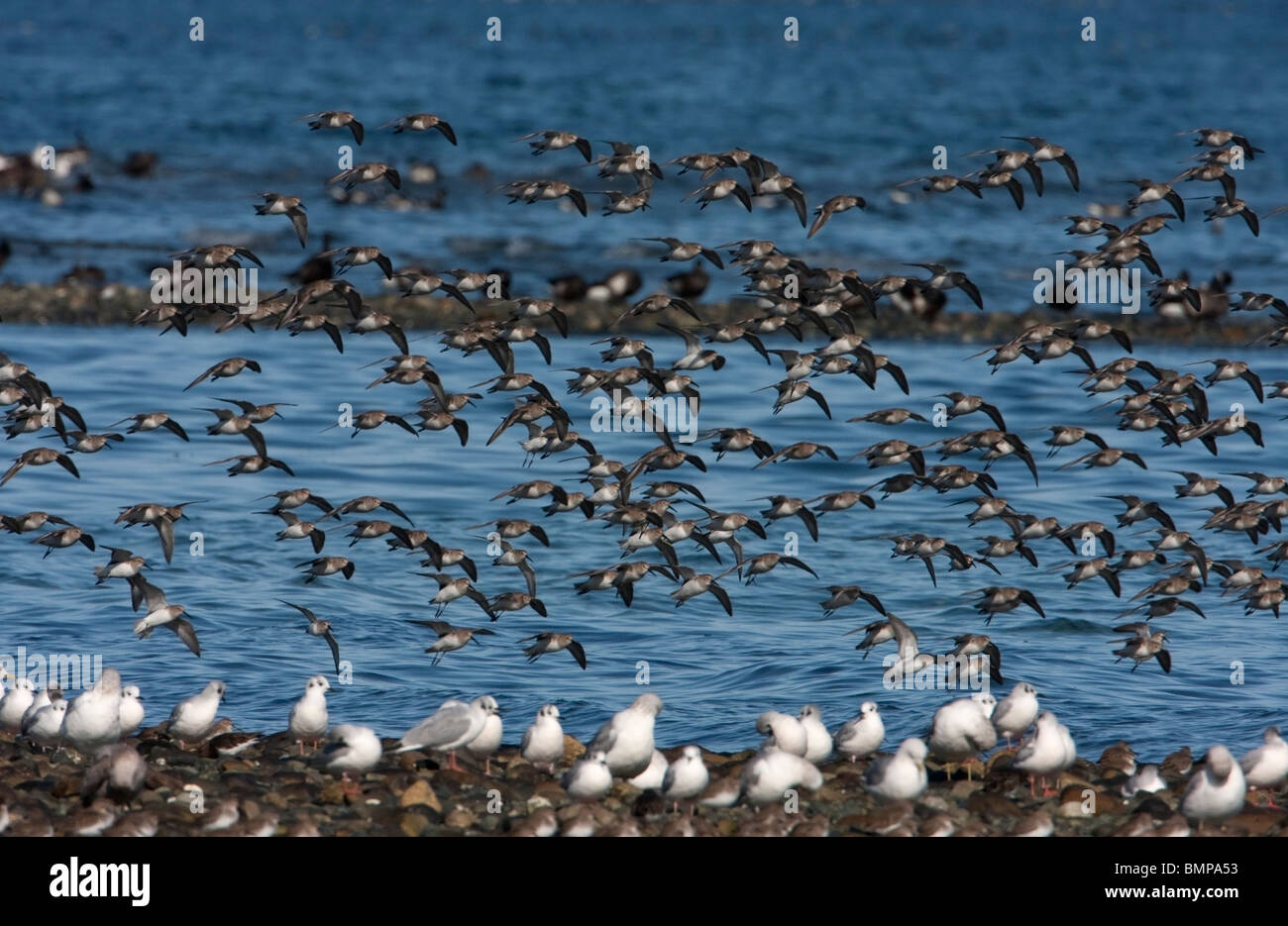 Dunlin flock in flight hi-res stock photography and images - Alamy