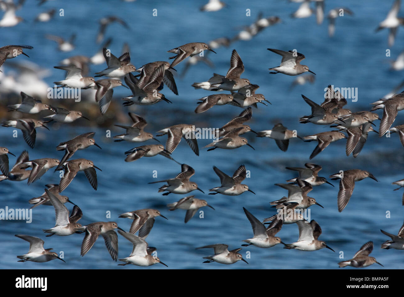Dunlin in flight hi-res stock photography and images - Alamy