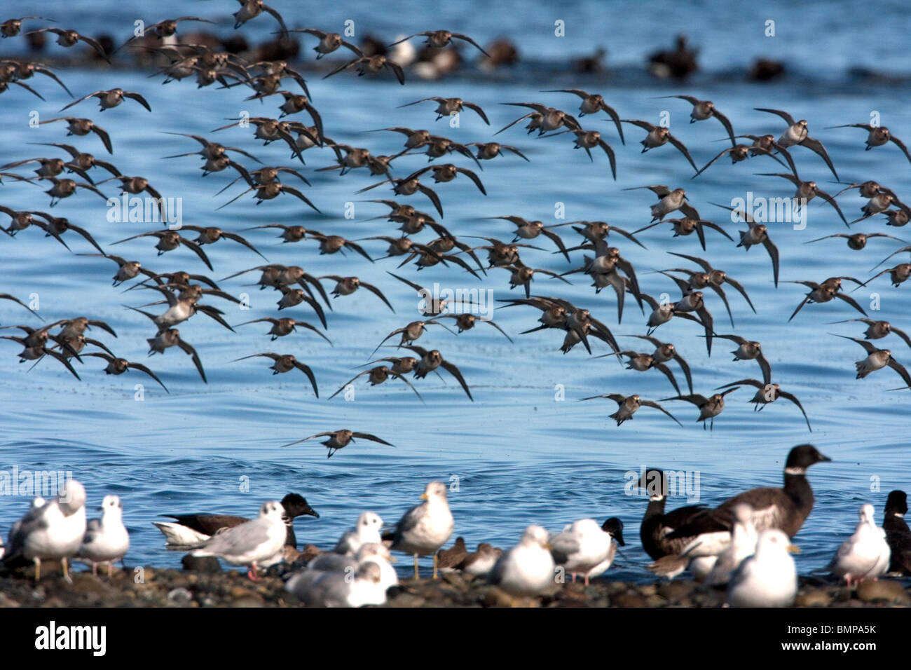 Dunlin in flight hi-res stock photography and images - Alamy
