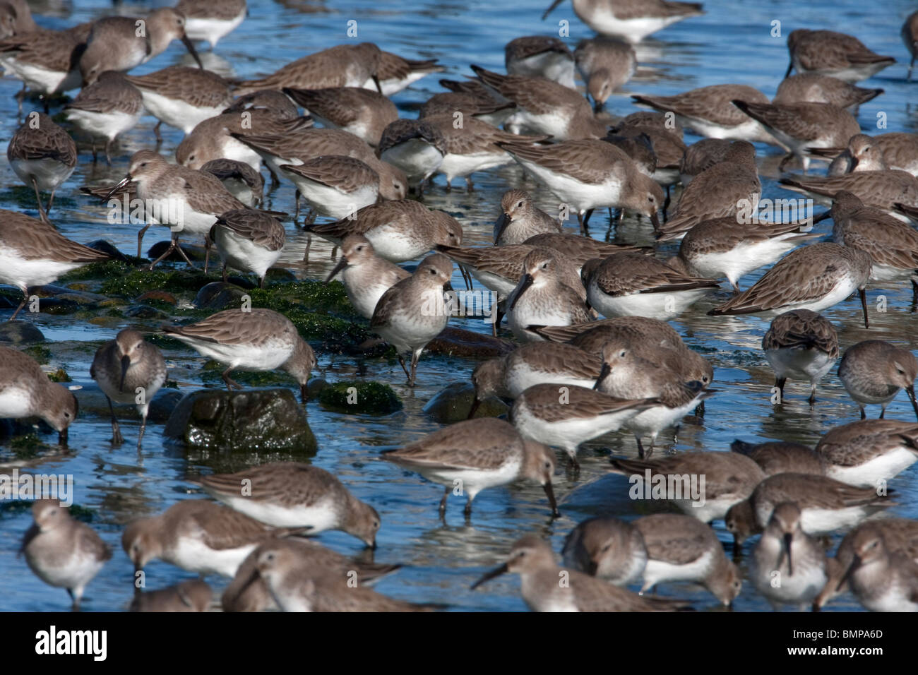 Dunlin feeding in water hi-res stock photography and images - Alamy