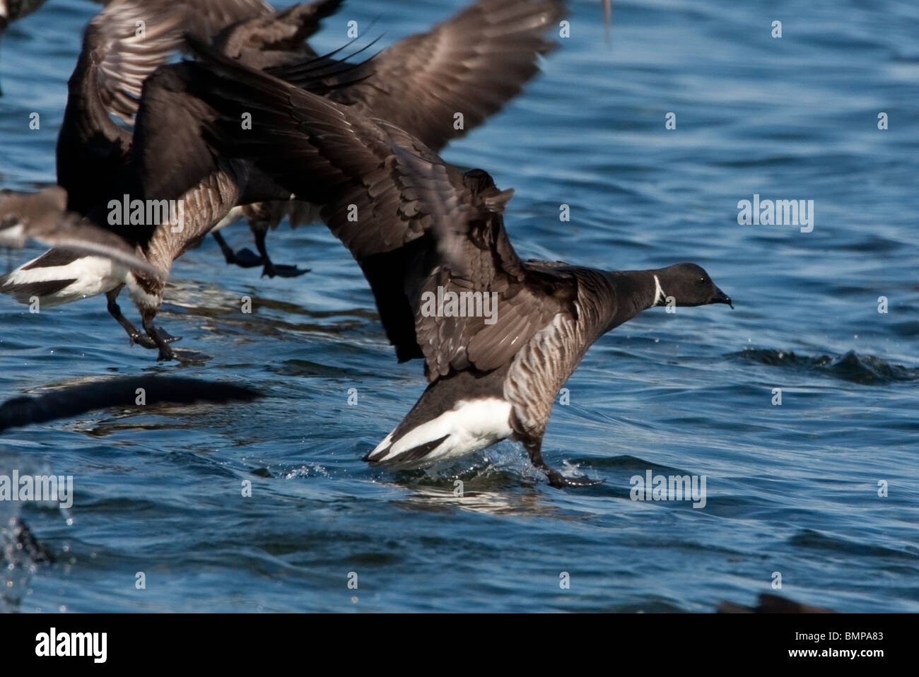 Landing to feed hi-res stock photography and images - Alamy