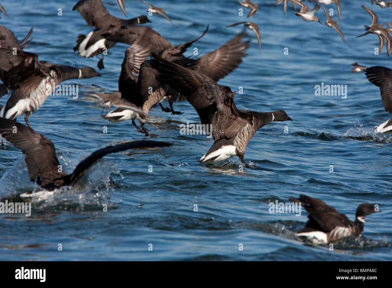Landing to feed hi-res stock photography and images - Alamy