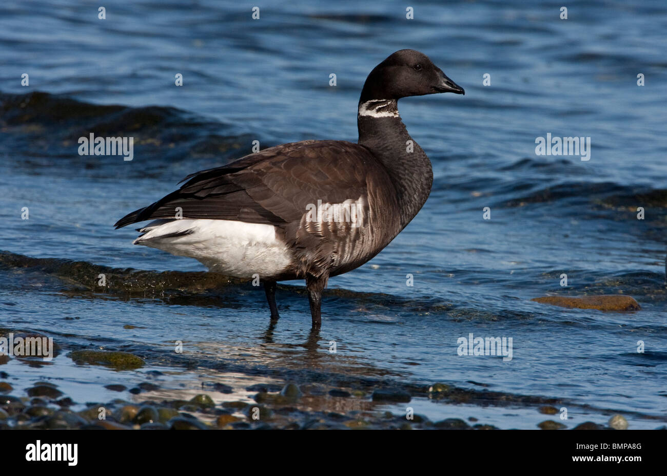 Black brant goose hi-res stock photography and images - Alamy